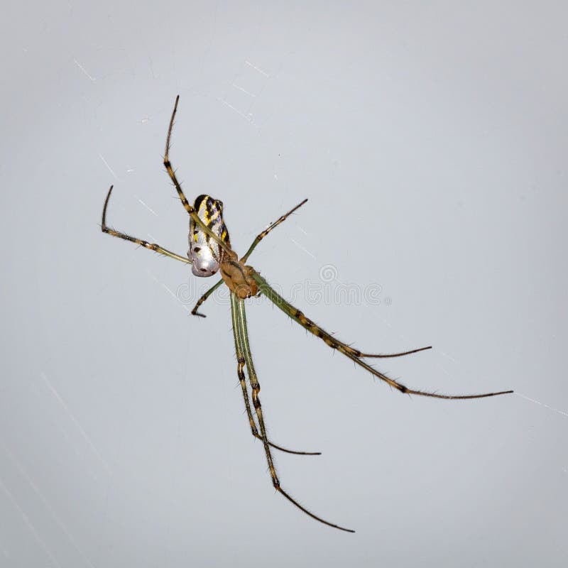 Orb Weaver Spider on NSW Central Coast in Australia Stock Image - Image ...