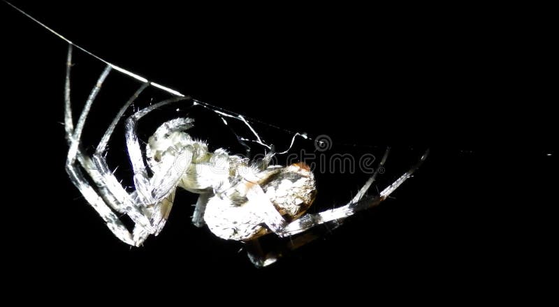 Orb Weaver Spider on Silk Strand at Night Stock Image - Image of food ...