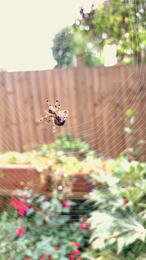 An Orb Weaver Spider in Web Stock Photo - Image of perfectly, arachnid ...