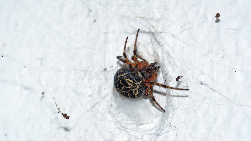 Orb Weaver Spider in a Web on a Wall Stock Photo - Image of spider ...
