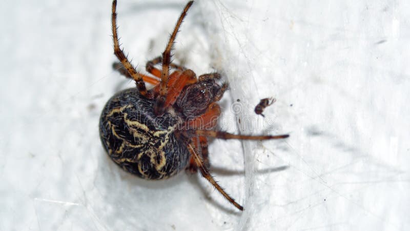 Orb Weaver Spider in a Web on a Wall Stock Photo - Image of south ...