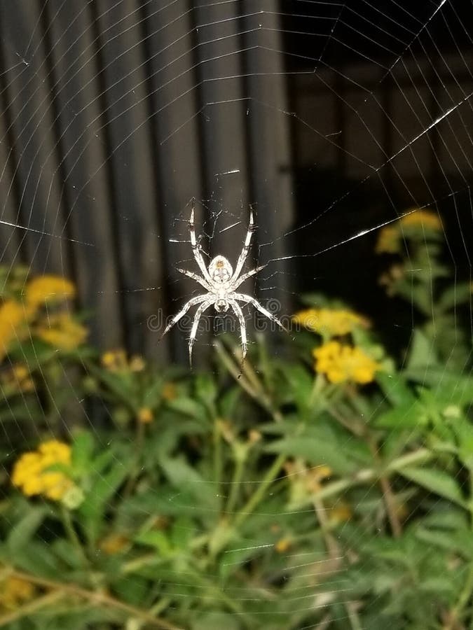 Orb Weaver Web - Beautiful Web Spinning Stock Photo - Image of spider ...