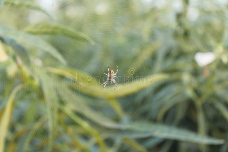 Orb-Weaving Spider & X28;Araneidae& X29; on Intricate Wheel-Shaped Web ...