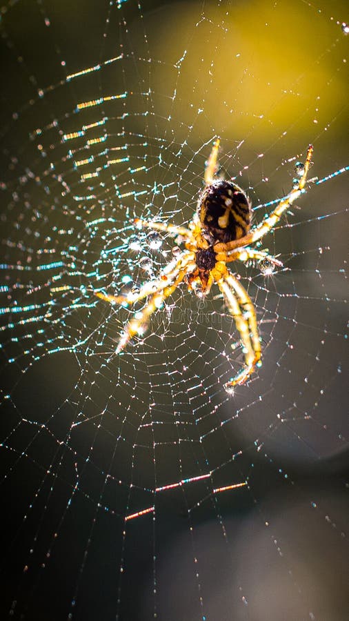 Orb-weaving Spider on Illuminated Web — Night Macro with Rainbow ...