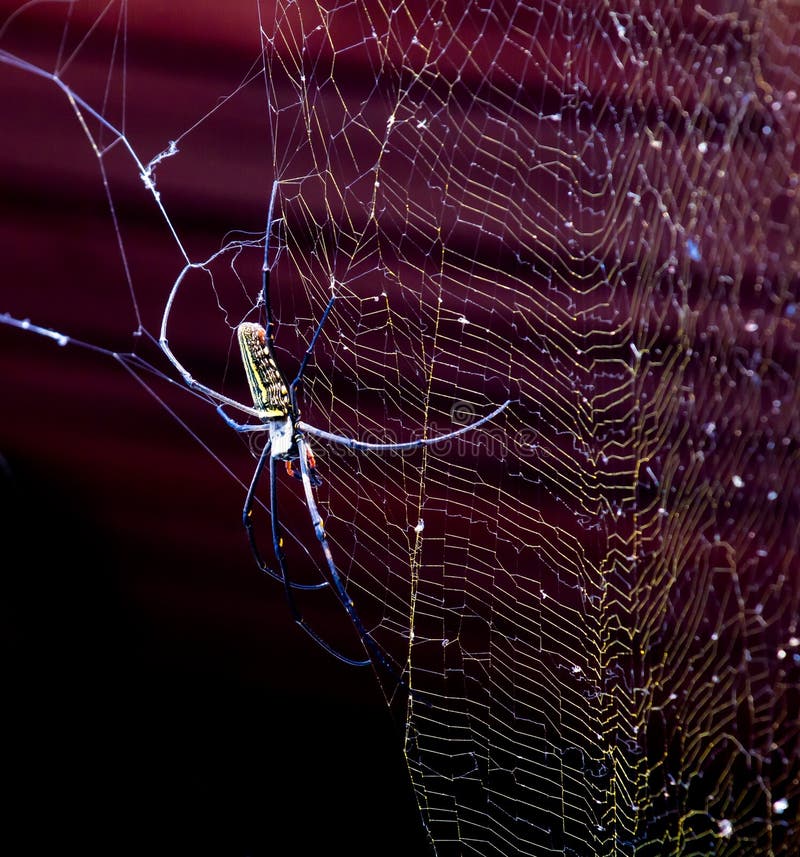 Orb Webs Argiope Spider stock image. Image of arachnid - 56708879