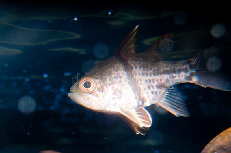 Orbic Cardinalfish in Aquarium Stock Image - Image of exotic, ocean ...
