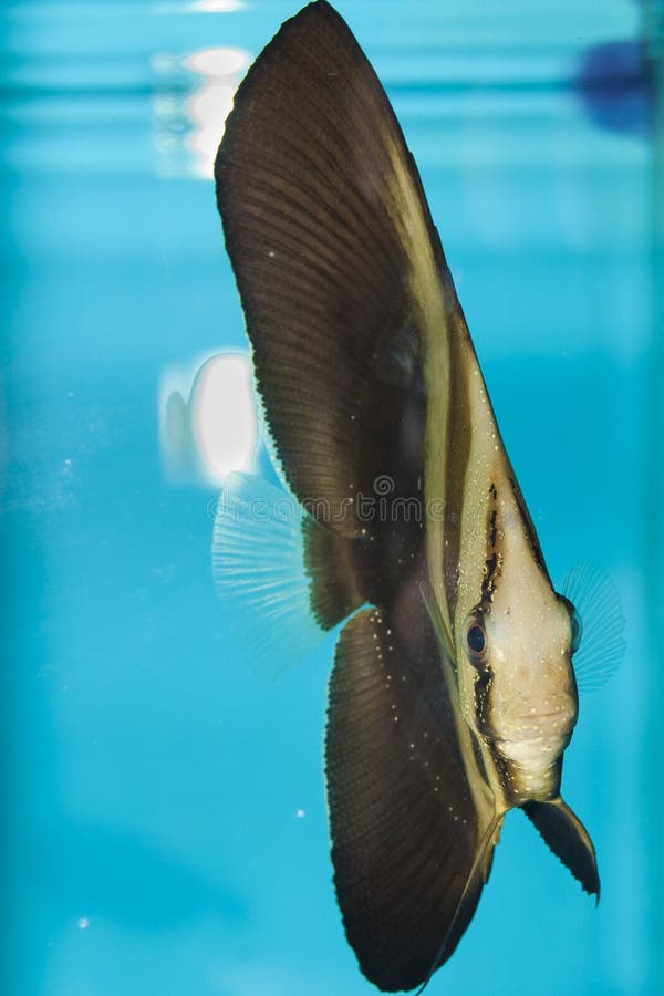 Orbicular Batfish stock photo. Image of tropical, platax - 13184046