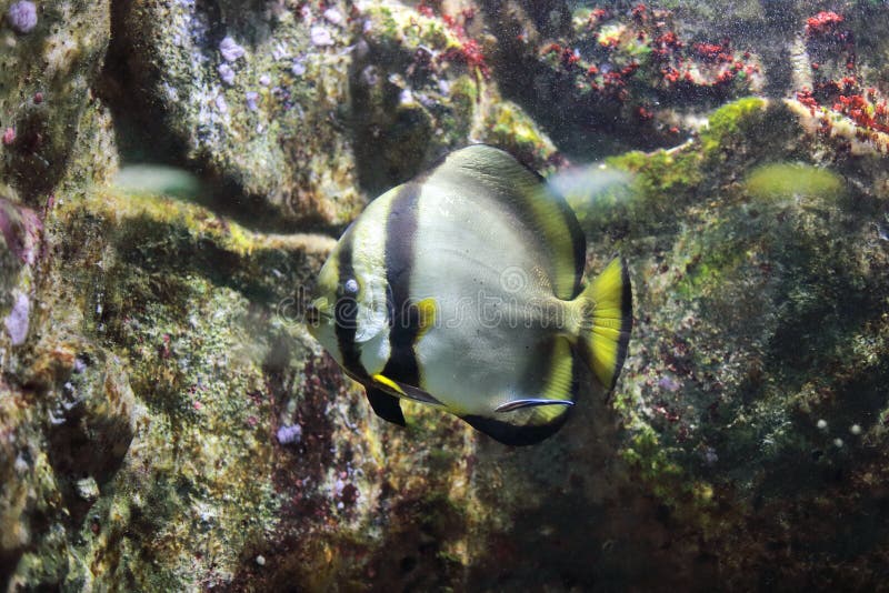 Orbicular batfish stock image. Image of aquarium, fish - 73729393