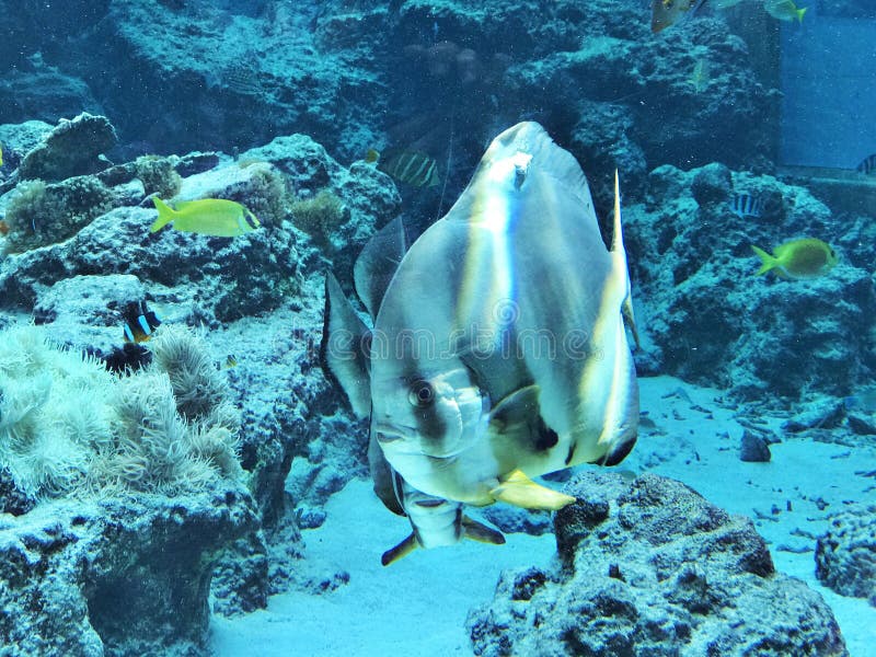 Orbicular Batfish or Platax Orbicularis or Circular Batfish or Round ...