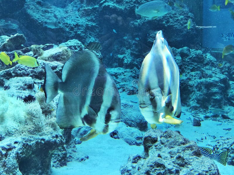 Orbicular Batfish or Platax Orbicularis or Circular Batfish or Round ...