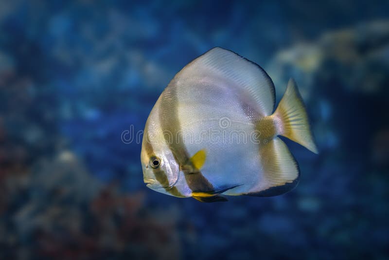 Orbicular Batfish - Marine Fish Stock Photo - Image of orbicular ...