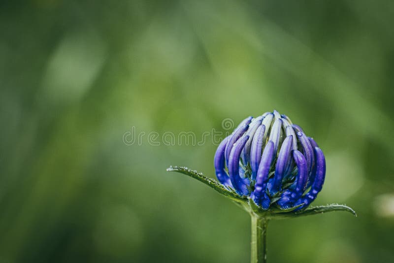 Orbicular Rapunzel or Phyteuma Orbicular - Mountain Blue Violet Flower ...