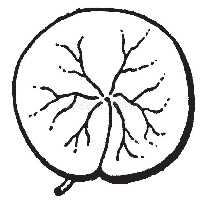 Orbicular Leaf Vintage Illustration Stock Vector - Illustration of ...