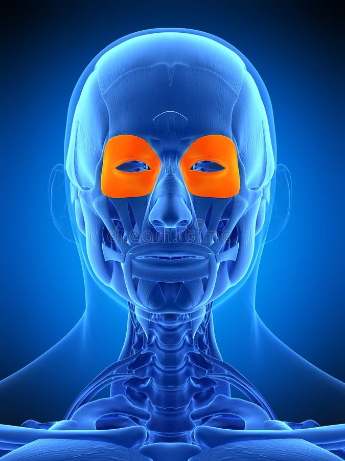 The orbicularis oculi stock illustration. Illustration of musculature ...