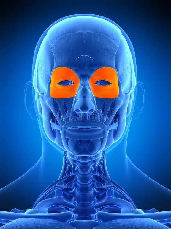 The orbicularis oculi stock illustration. Illustration of medically ...