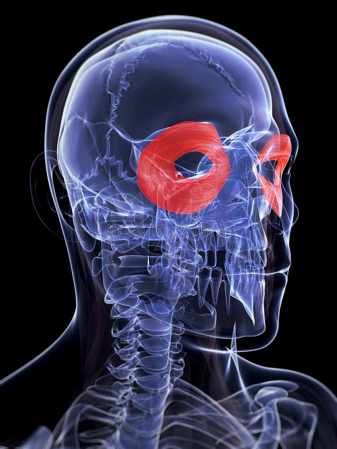 The Orbicularis Oculi Muscle Stock Illustration - Illustration of ...