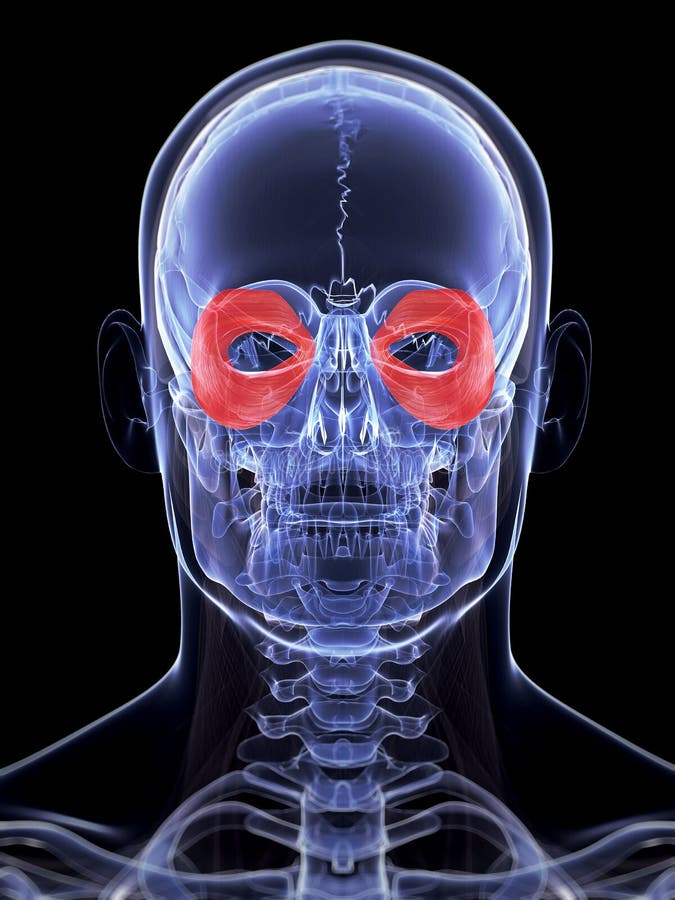 Of the Orbicularis Oculi Muscle Stock Illustration - Illustration of ...