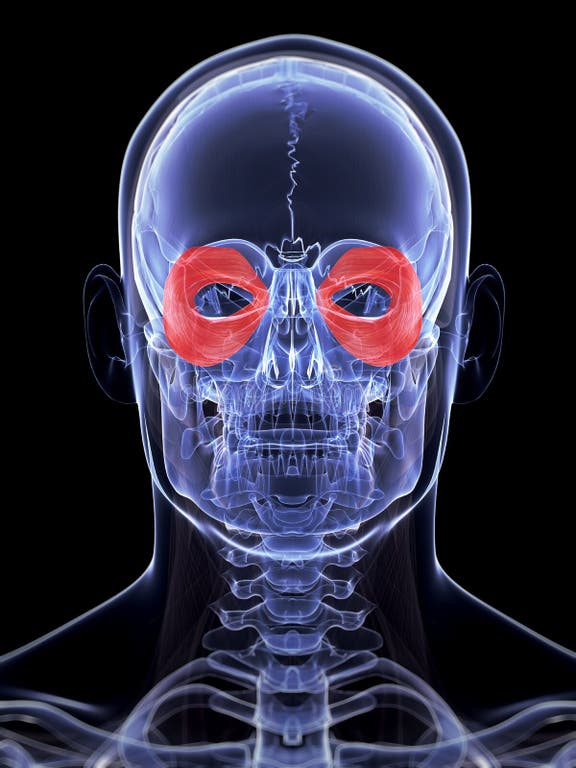 Of the Orbicularis Oculi Muscle Stock Illustration - Illustration of ...