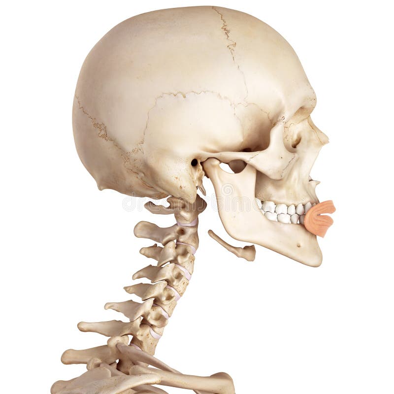 Orbicularis Oris Muscle Anatomy for Medical Concept 3D Stock ...