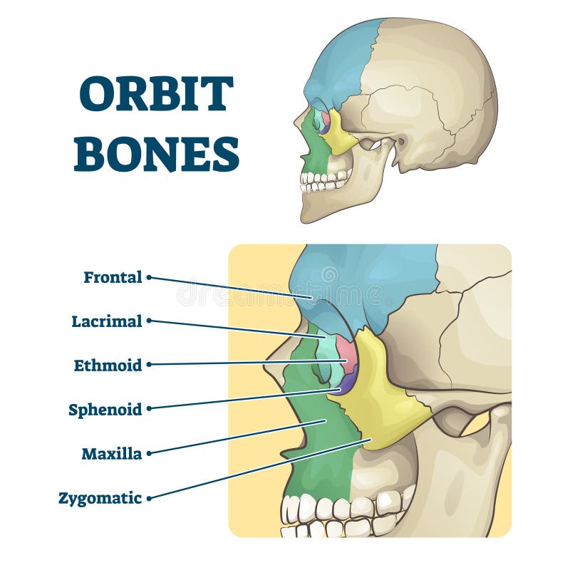 Zygomatic Bone Labeled