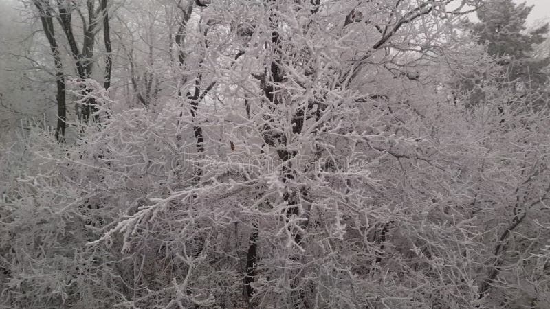 Orbiting Around Winter Tree with Branches Covered with Rime Ice or ...