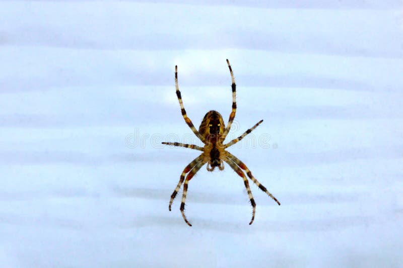 Orbweaver Brown Spider Bug 01 Stock Image - Image of crowned, animal ...