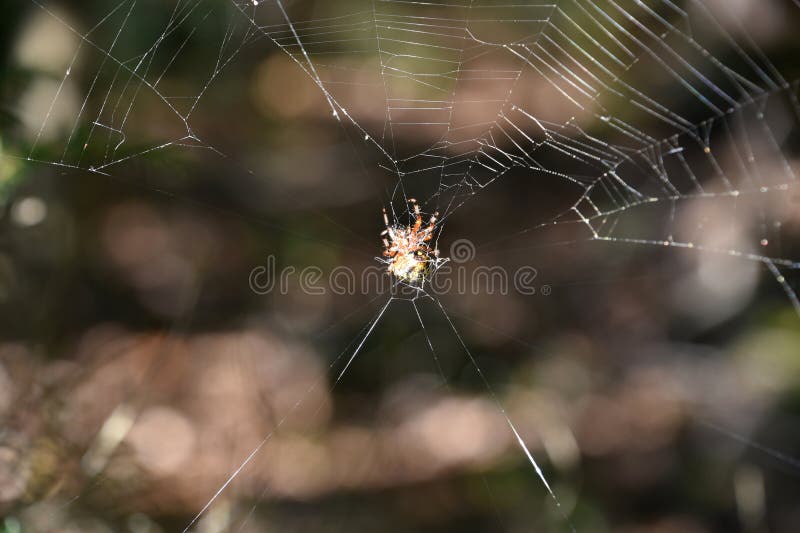 Orbweaver Spider Spinning a Complex Web Stock Image - Image of marbled ...