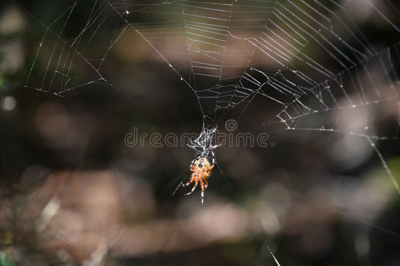 Orbweaver Spider Weaving a Complex Spider Web Stock Image - Image of ...