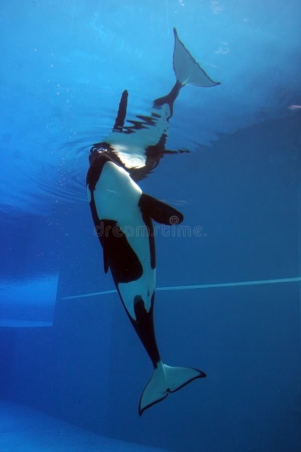 Orca stock image. Image of holiday, canada, show, dolphin - 11112289