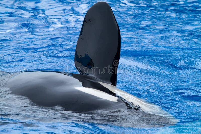 Orca stock photo. Image of florida, park, ocean, amusement - 13201236