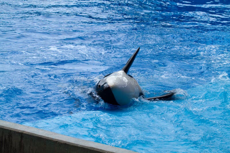 Orca stock photo. Image of mammal, florida, whale, life - 13203374