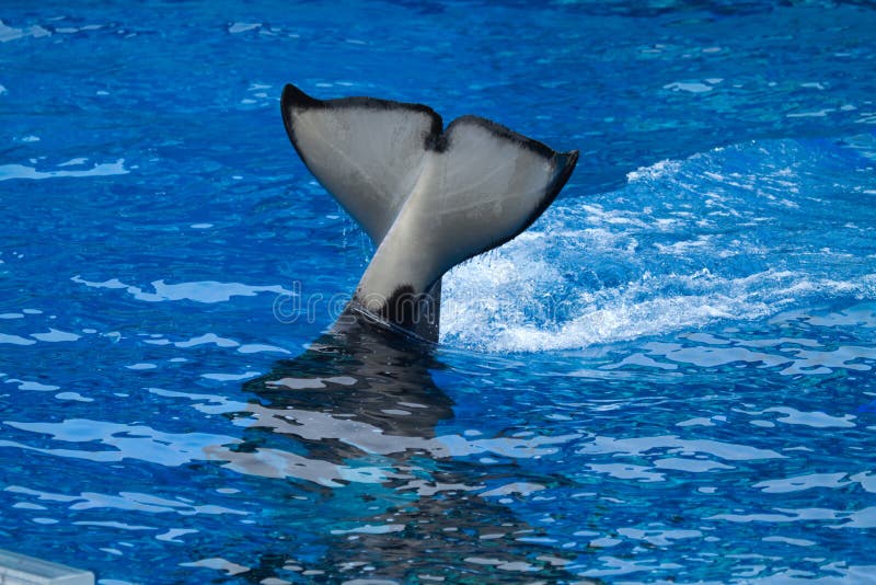 Orca stock image. Image of orca, life, florida, mammal - 13203885
