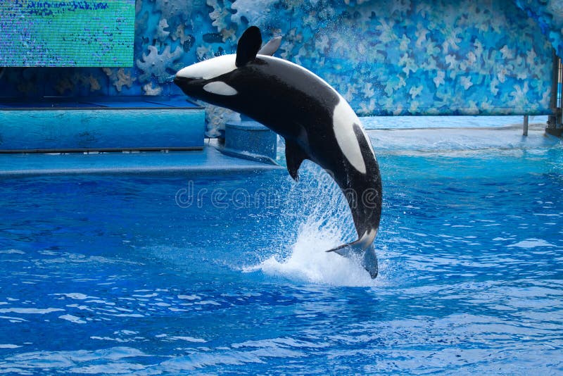 Jumping Orca editorial stock photo. Image of shamu, trained - 487873