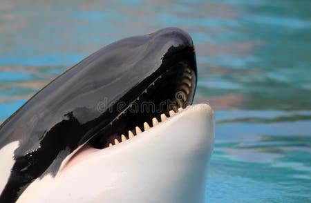 Orca stock photo. Image of cute, nature, show, killer - 16581806