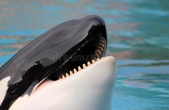 104 Orca Teeth Stock Photos - Free & Royalty-Free Stock Photos from ...