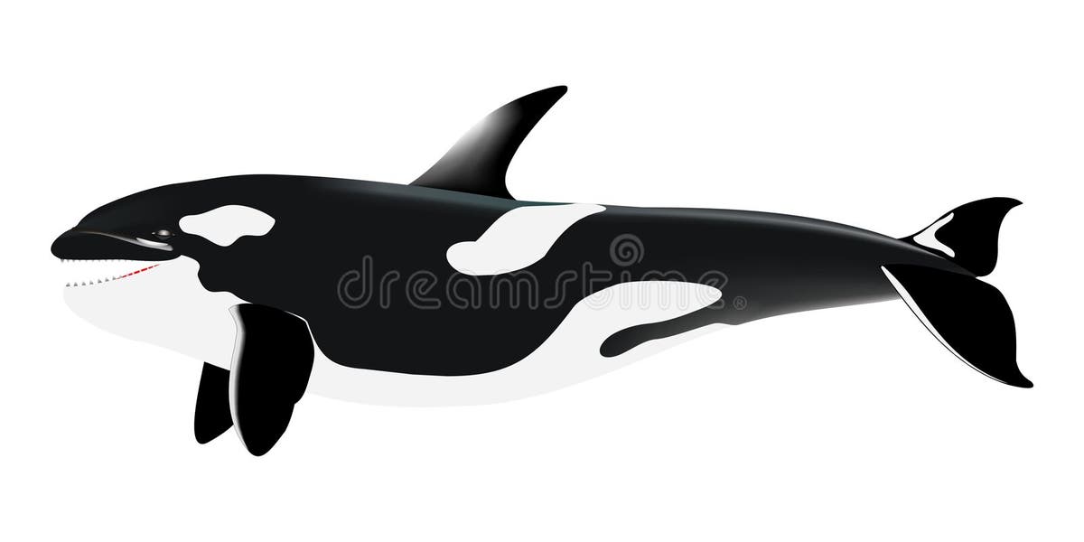 Orca Black Stock Illustrations – 2,670 Orca Black Stock Illustrations ...