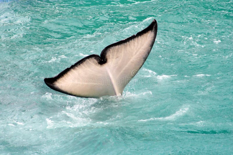 Captive Orca Stock Photos - Free & Royalty-Free Stock Photos from ...