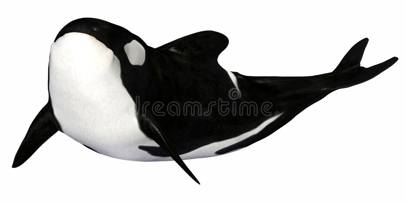 Orca Character Stock Illustrations – 1,418 Orca Character Stock ...