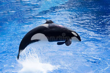 Orca stock image. Image of orca, fish, marine, aquarium - 904537