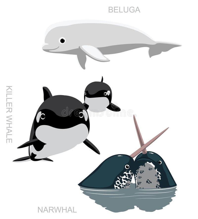 Orca Beluga Narwhal Cartoon Vector Illustration Stock Vector ...