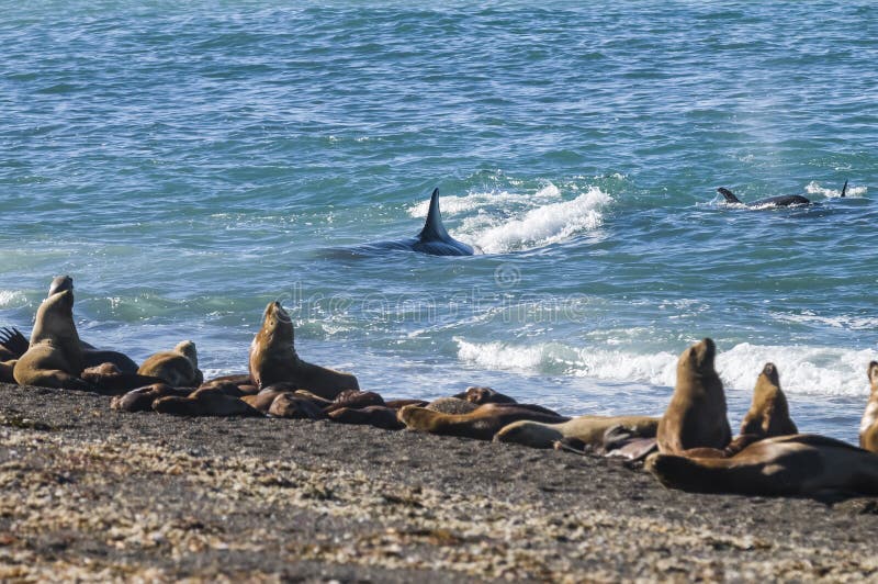 Orca Breathing on the Surface, Stock Photo - Image of orca, coast ...