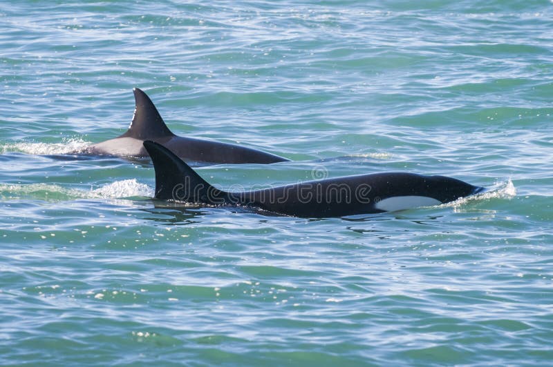 Orca Breathing on the Surface, Stock Image - Image of beach, boulder ...