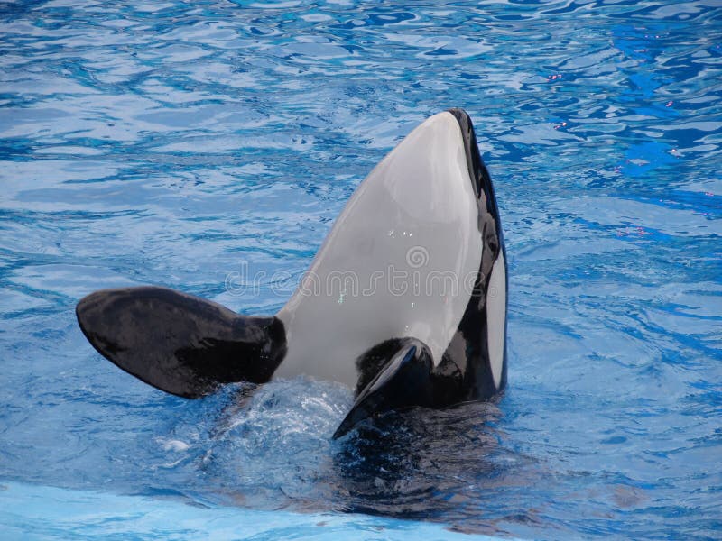 Orca Dance stock image. Image of dancing, aquatic, whale - 74407495