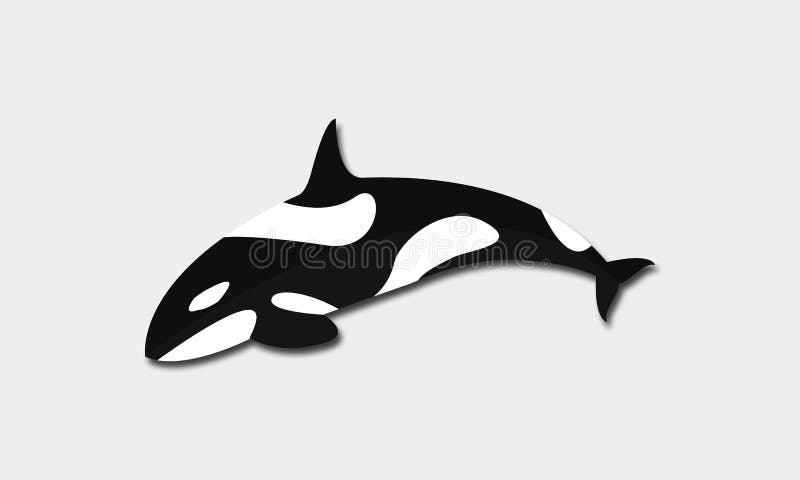 Nuoto Artico in Bianco E Nero Dell'orca Dell'orca, Disegno Realistico ...