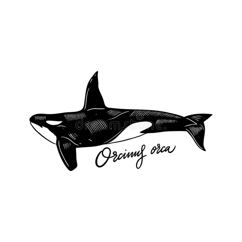 Orca Hand Drawn Vector Illustration. Engraving Style. Isolated on White ...