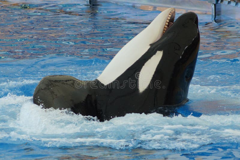 Performing Killer Whale (Orca) Editorial Stock Image - Image of water ...