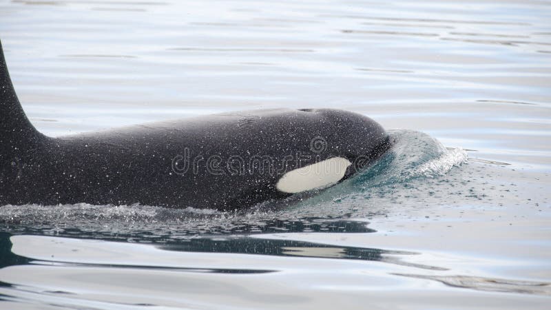 Orca, Iceland stock image. Image of orcinus, killer, marine - 77987521