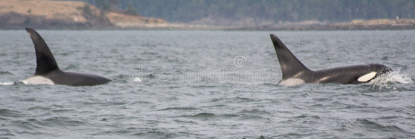 Orca Whales Breaching Ocean Stock Photos - Free & Royalty-Free Stock ... Orca Whales Breaching Ocean Stock Photos - Free & Royalty-Free Stock ...