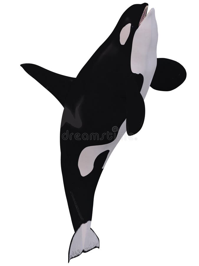 Orca (Killer Whale) in American Native Art Style Stock Vector ...