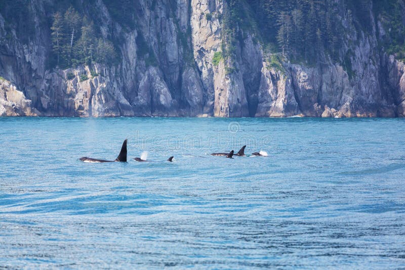 Orca stock photo. Image of tourism, aquatic, travel, wildlife - 83858158